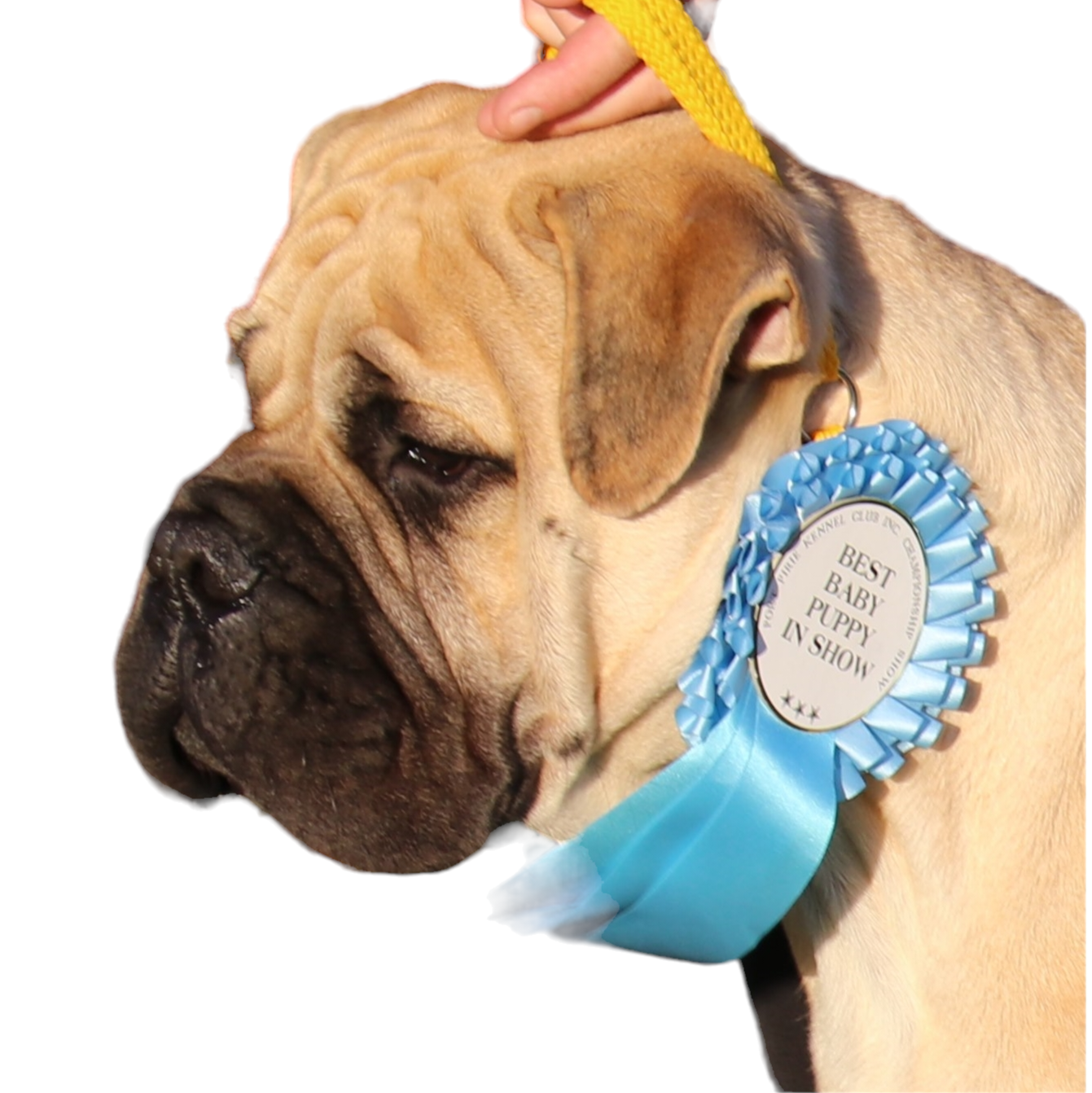 Show Leads & Chains for Dogs | Oz Fur Kids