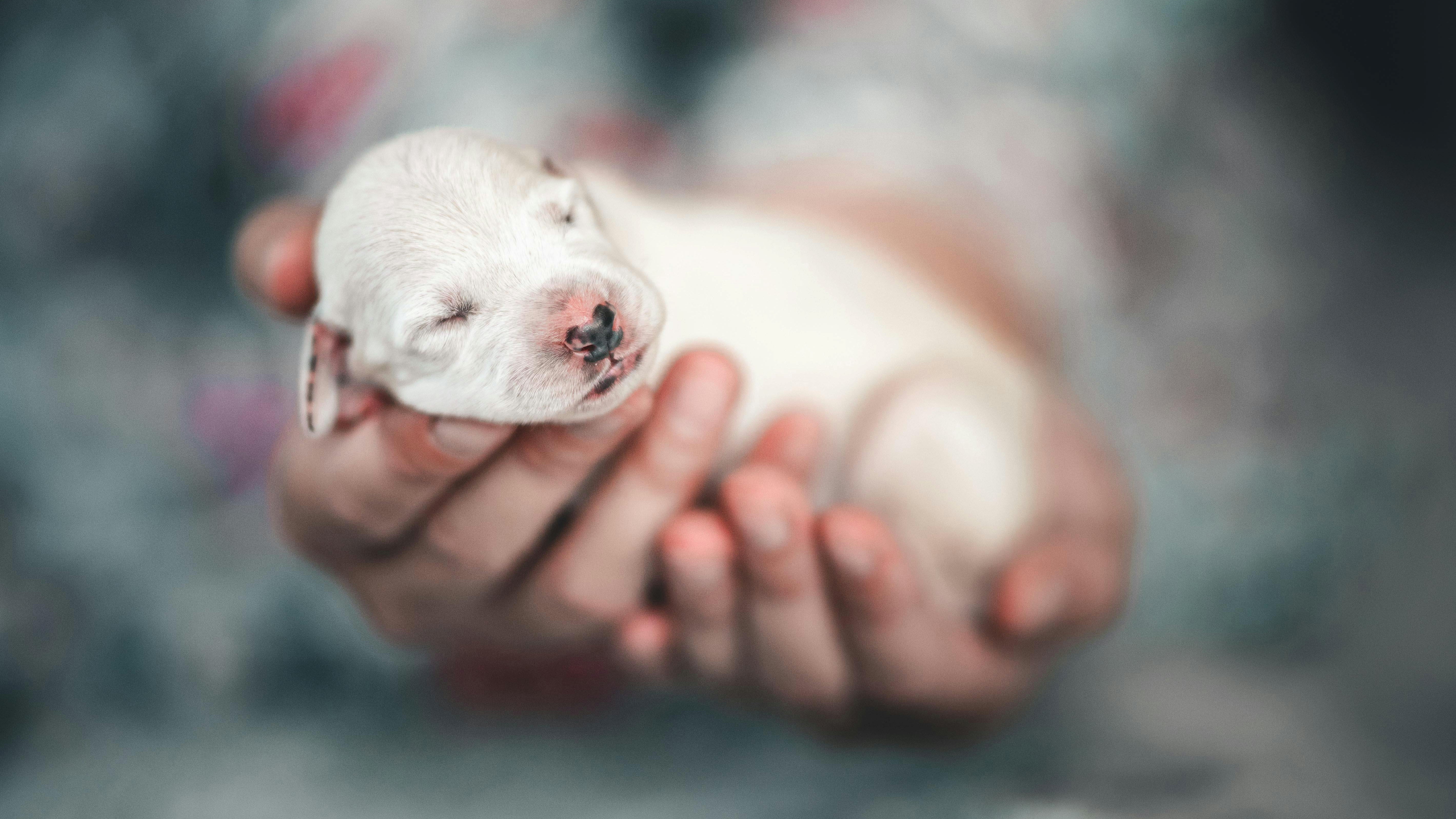 Understanding Neonatal Puppy Reflexes: What They Tell You About Health